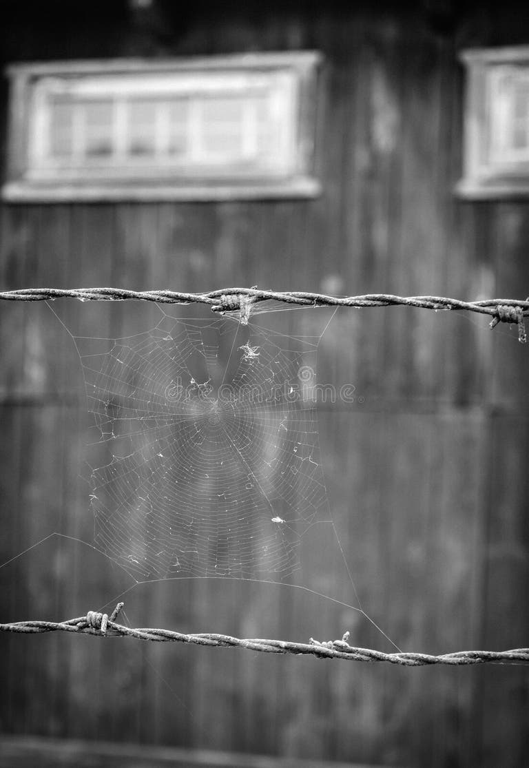 Nazi Spider Printable Stock Photos - Free & Royalty-Free Stock Photos ...