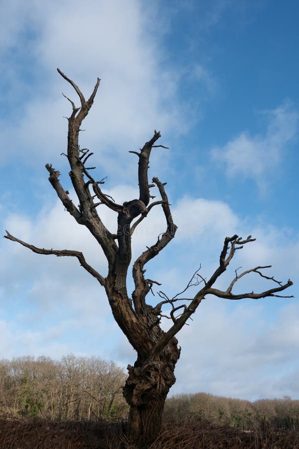Old, Bare Oak with Winding Branches Stock Photo - Image of angel, bough ...