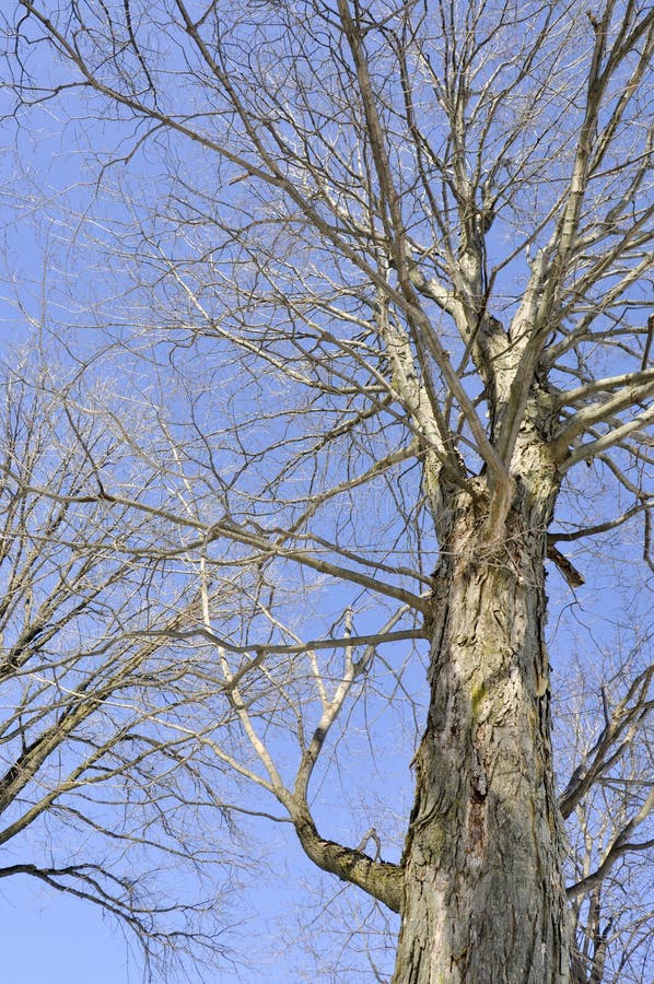 Old Bare Tree stock image. Image of majestic, nature - 23579871