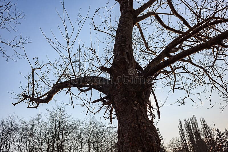 Old bare tree against sky stock image. Image of natural - 106754193