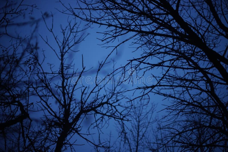 Night Of Trees And Branches