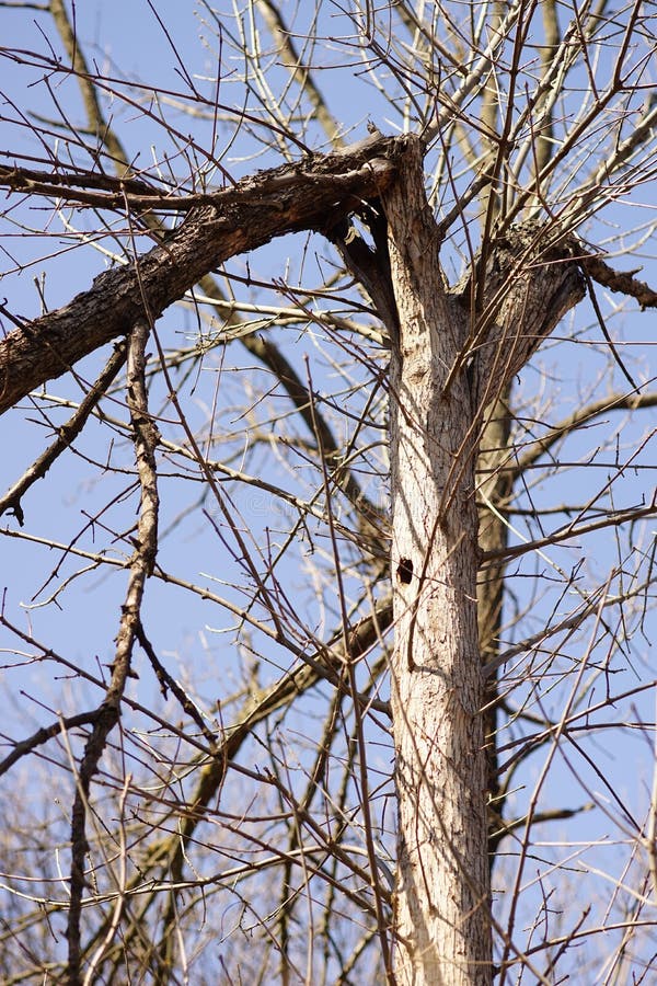 Old Bare Tree with Broken Trunk and Branches in Blue Sky Stock Image ...