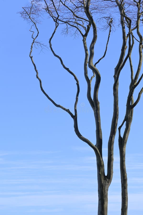 Curved Branches of a Palm Tree Against the Blue Sky Stock Photo - Image ...