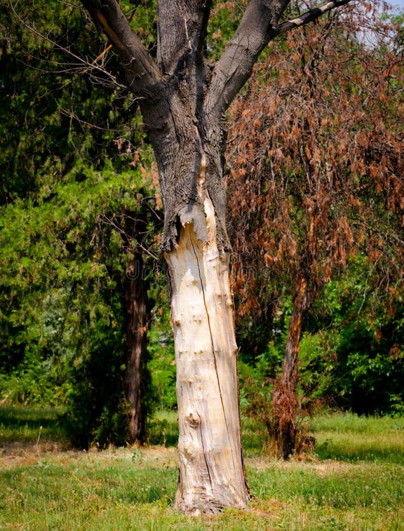 Old Bare Tree Trunk at a Park Stock Photo - Image of park, grass: 248703492