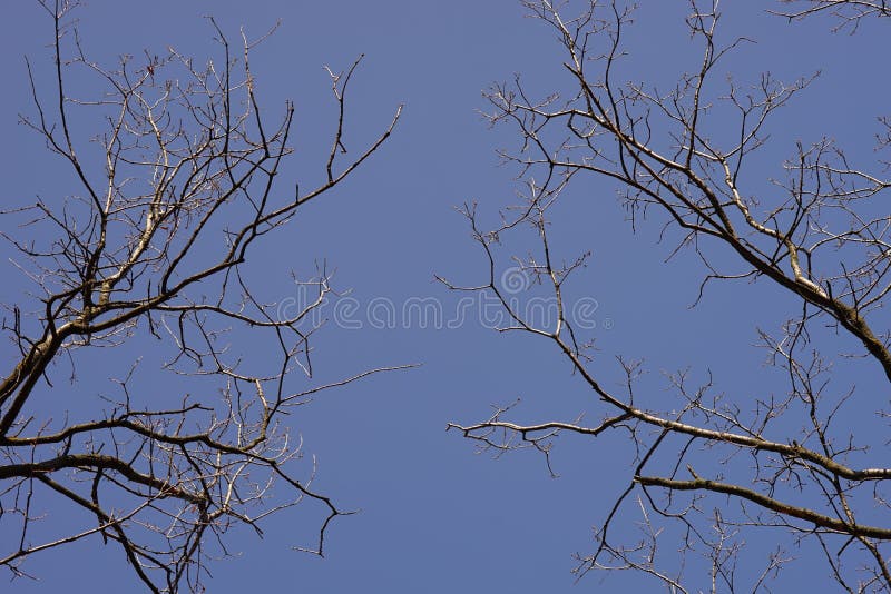 Old Bare Trees with Thin Branches in Clear Blue Sky Stock Photo - Image ...