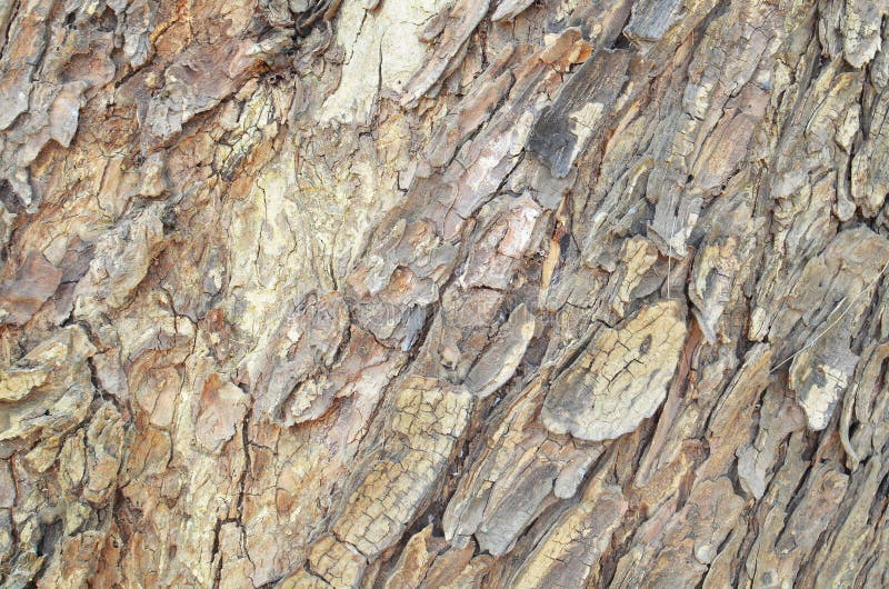 Old bark background stock image. Image of tree, wall - 62232175