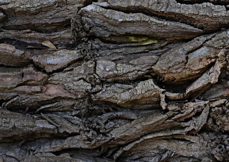 Old bark stock image. Image of bark, surface, fissures - 140619729