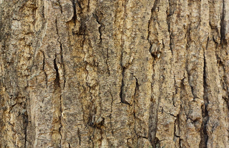 Old Bark Detail Seamless Texture. Stock Photo - Image of close, bark ...