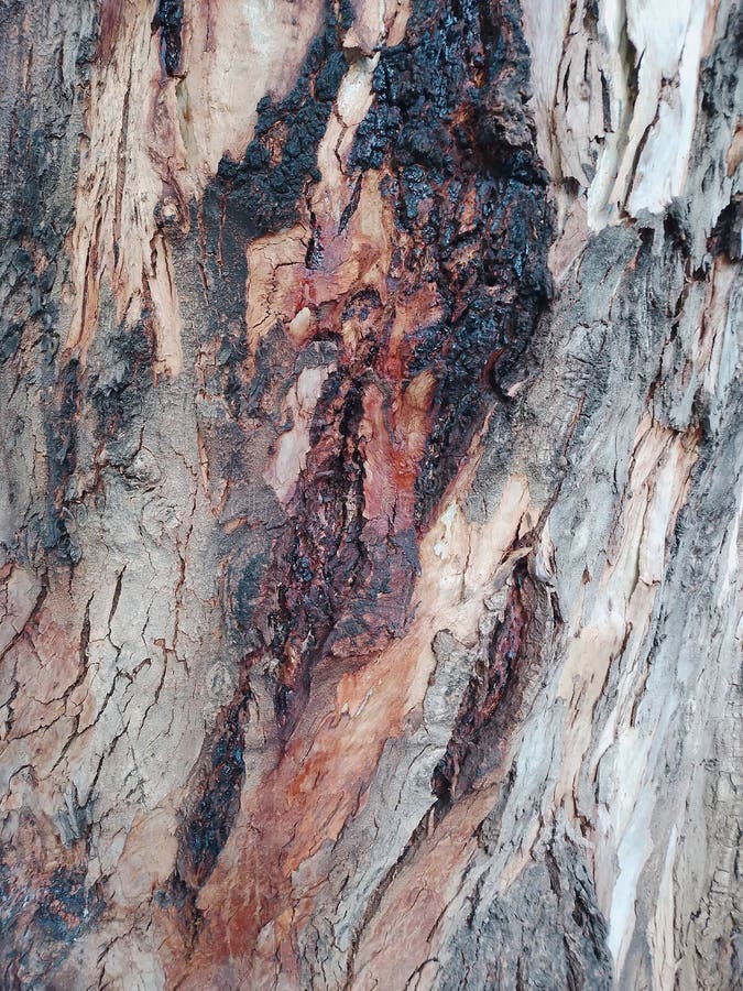 Old bark of Eucalyptus stock image. Image of bark, wood - 261625201