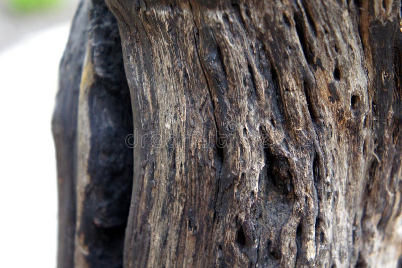 Old bark of a grape tree stock image. Image of grapevine - 117463085