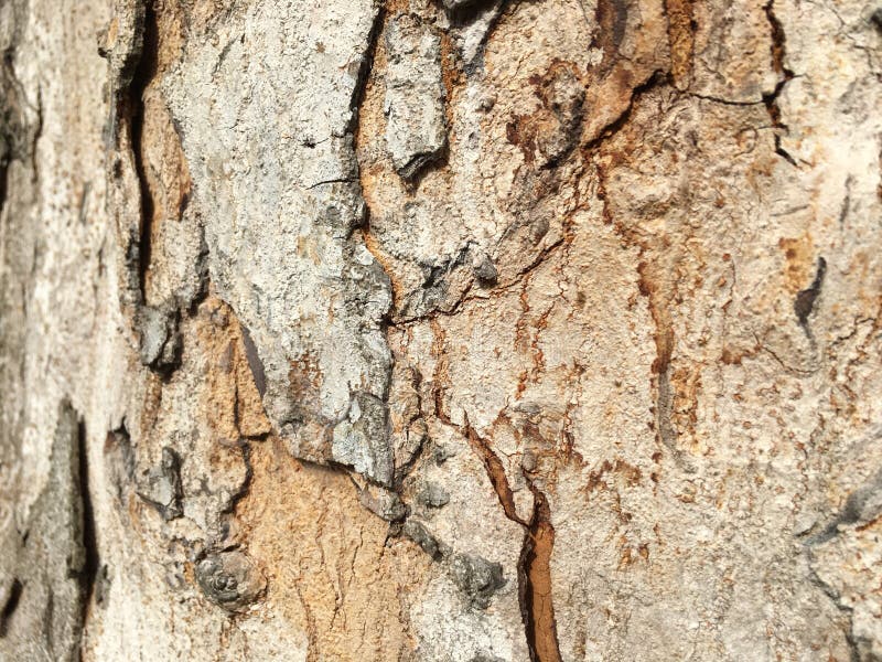 Old Bark Has a Very Beautiful Texture Stock Photo - Image of texture ...