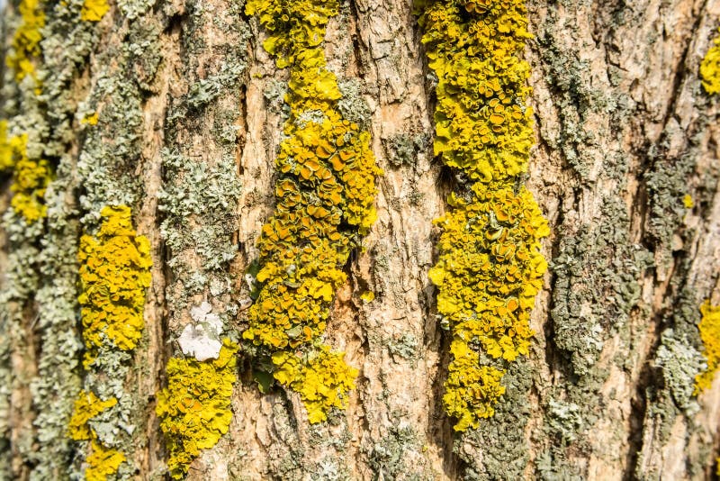 Old bark macro stock photo. Image of crack, aging, lumber - 87080196