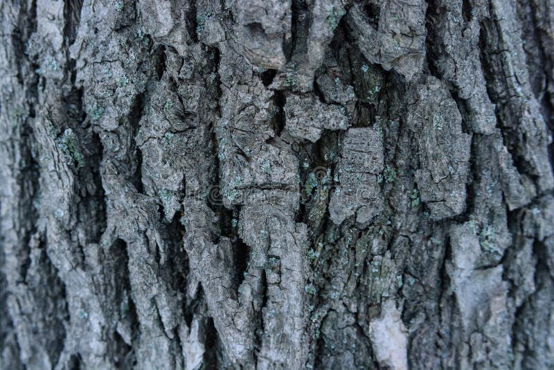 Old bark macro stock photo. Image of lumber, skin, close - 89480140