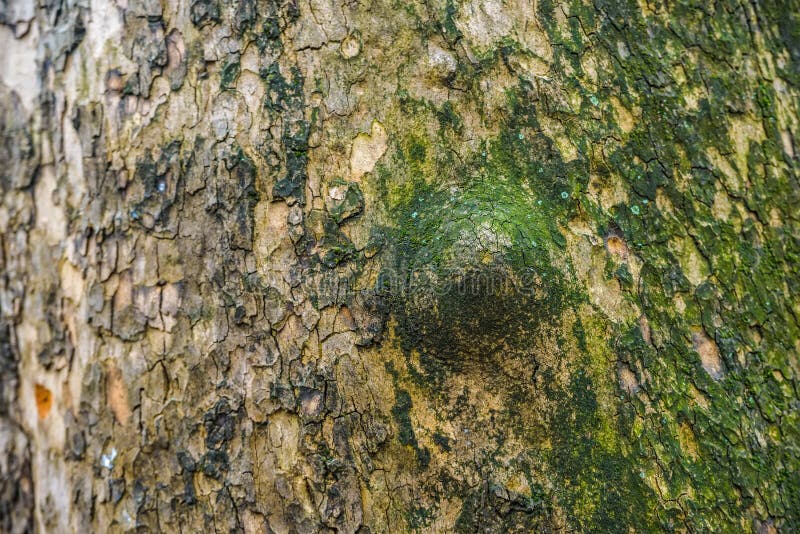 Old bark macro stock image. Image of close, rough, grey - 89581289