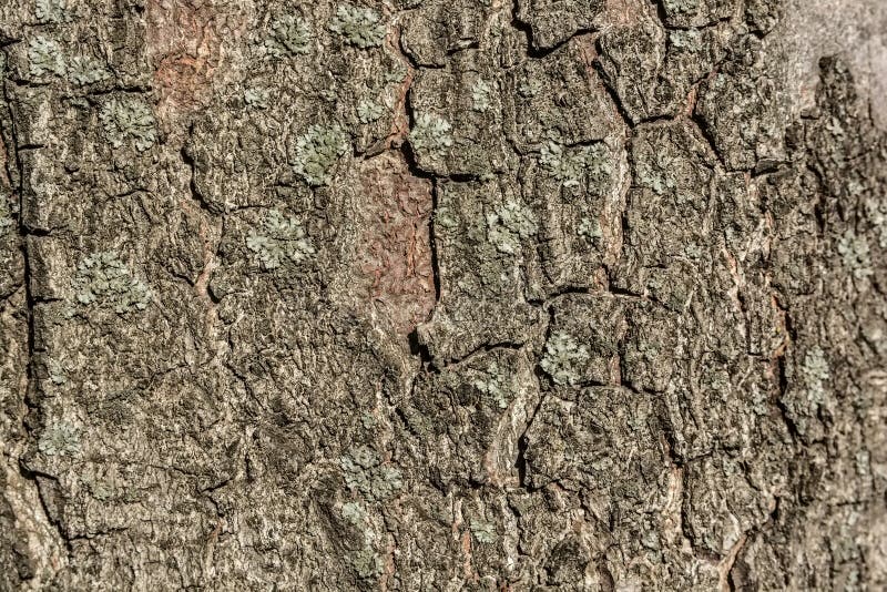 Old bark macro stock photo. Image of coarse, lumber, crack - 94521726