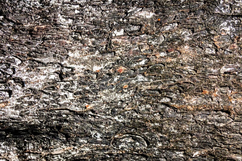 Old Bark Pattern, White Color Stock Photo - Image of material, rough ...