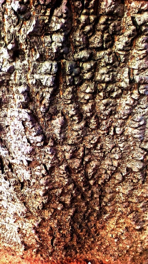 Old bark stock image. Image of backround, outdoors, bark - 131086029