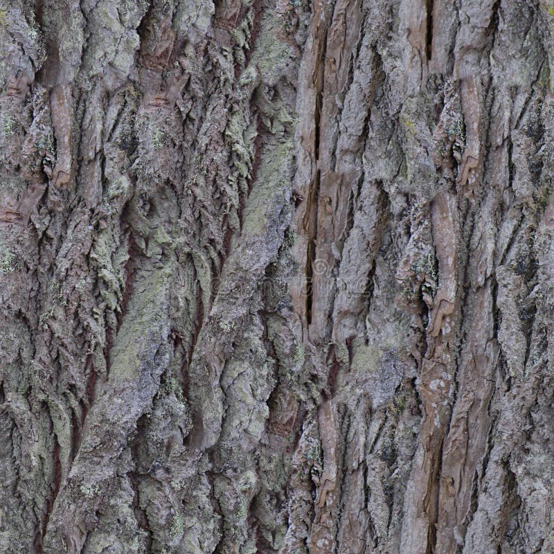 Old Bark Seamless Texture stock image. Image of tree - 49309039