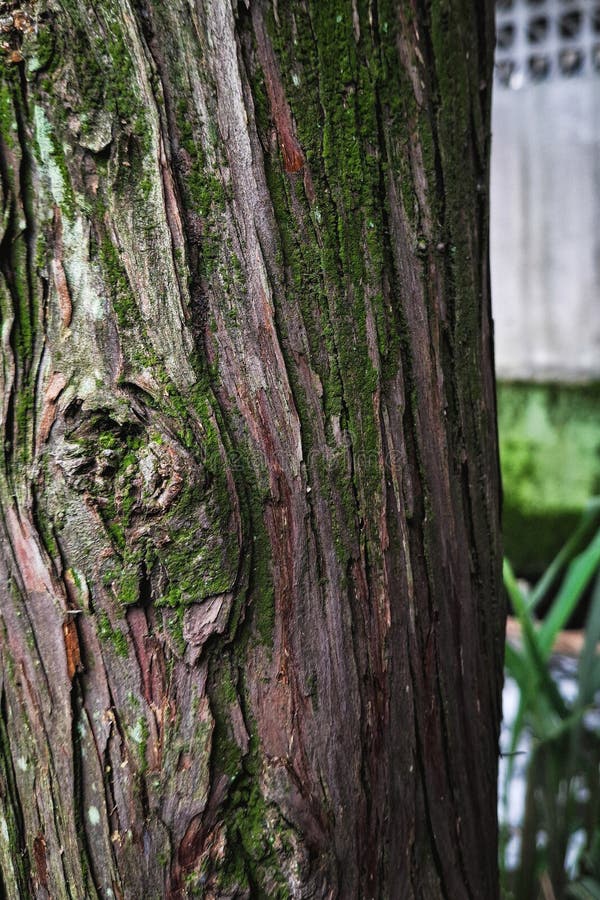 Old Bark Spruce Tree stock image. Image of beauty, ecology - 349069727