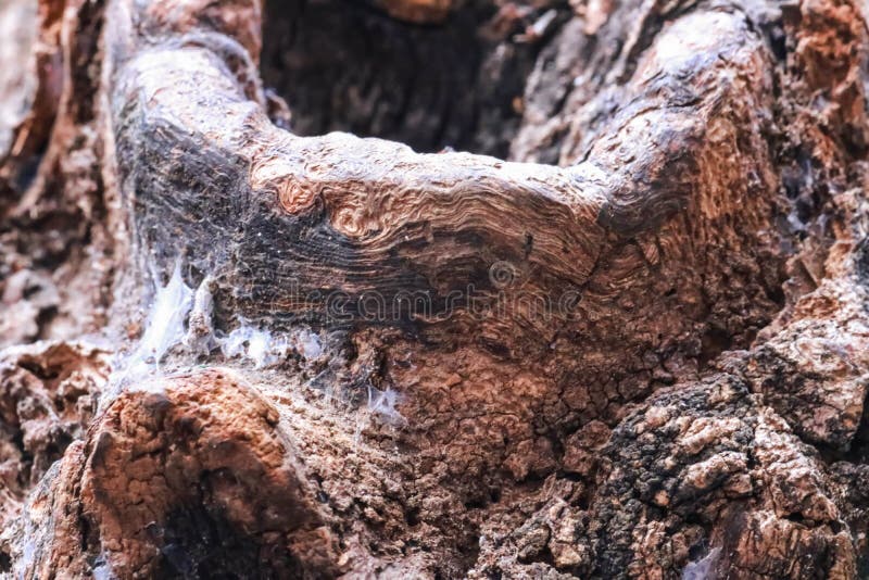 Old Bark Texture Background Stock Photo - Image of nature, rough: 128769586