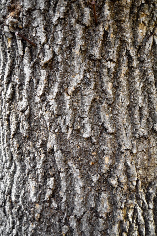 Old Bark Texture Detail, Background Bark Texture Close Up Stock Image ...