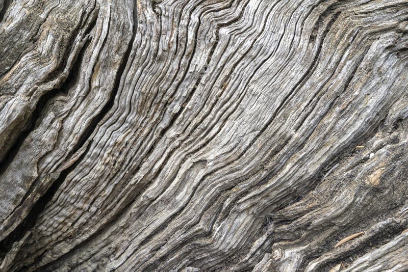 Old bark texture stock image. Image of bark, surface - 171683901