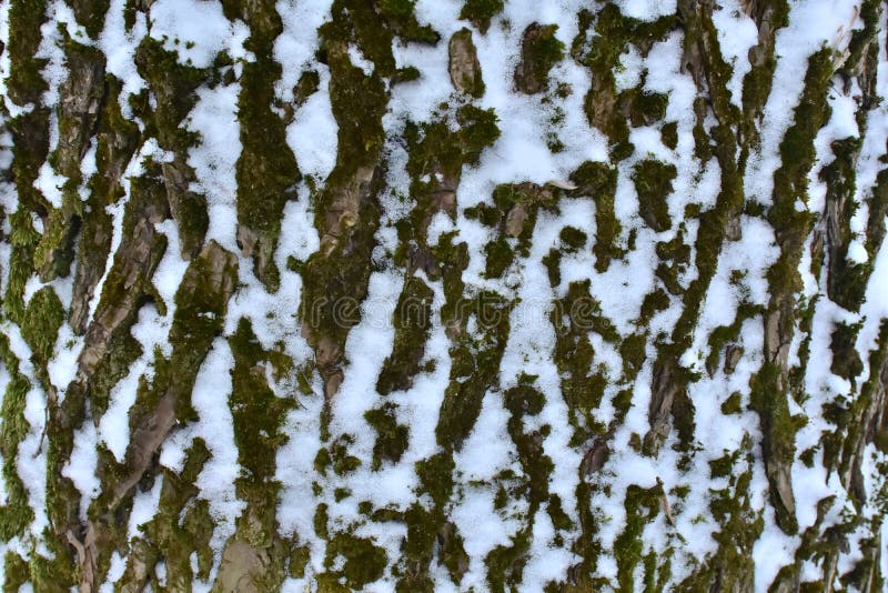 Old Bark of Tree with a Snow Closeup in Winter Forest Stock Image ...