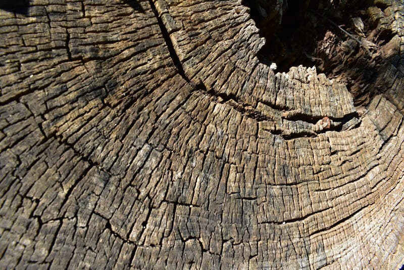 Old bark from a tree stump stock image. Image of texture - 156759805