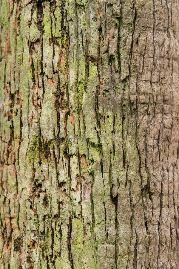 Old Bark Tree Texture Background, Brown Tree Trunk Stock Image - Image ...