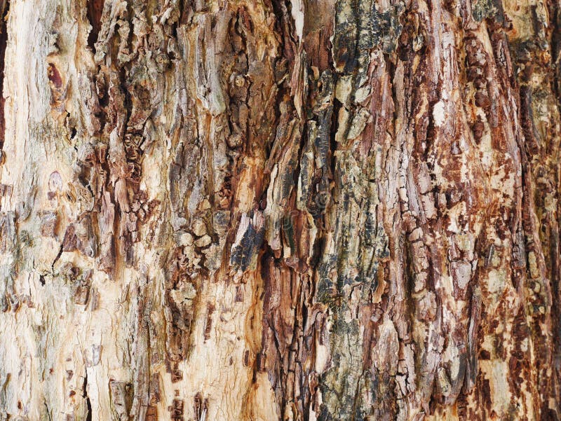 Bark Tree Texture Background, Tree Trunk Background Stock Photo - Image ...
