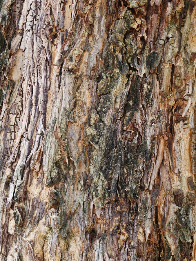 Bark Tree Texture Background, Tree Trunk Background Stock Image - Image ...