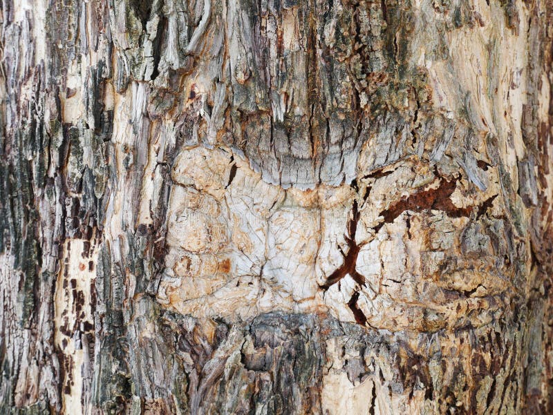 Bark Tree Texture Background, Tree Trunk Background Stock Image - Image ...