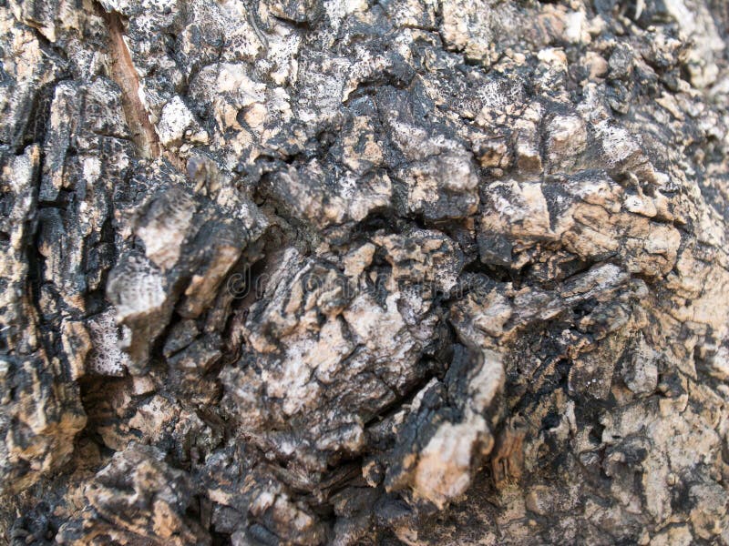 Old bark stock image. Image of flowers, date, bangkok - 47417821