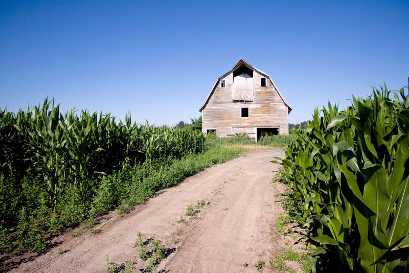 Old barn in the corn field stock photo. Image of summer - 44903370