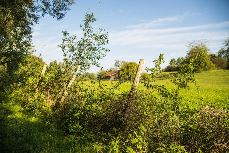 Old Barn Hidden in the Green Stock Image - Image of idyllic, plants ...