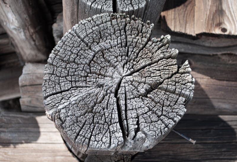 1,820 End Log Wood Texture Stock Photos - Free & Royalty-Free Stock ...