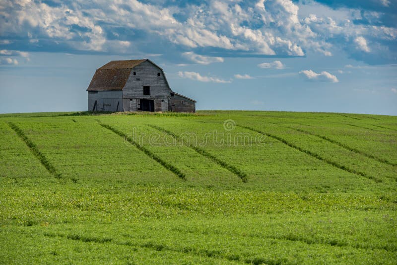 An Old Barn on the Prairies with a Wheat Crop in Saskatchewan Stock ...