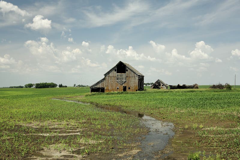 Old Barn Sitting Isolated in an Open Corn Field Stock Image - Image of ...