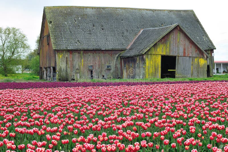 Old Barn at the Tulip Field Stock Photo - Image of flower, soil: 10534242
