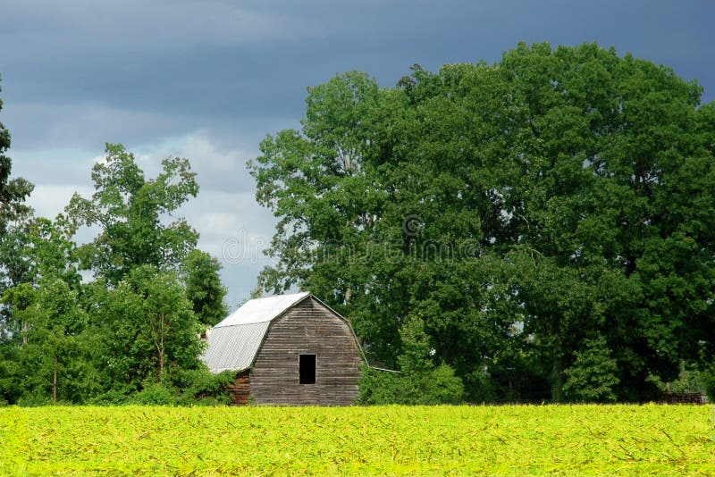 Old Barn and Yellow Corn Field Stock Photo - Image of green, trees: 2750196