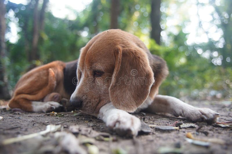 120 Dog Laying Under Tree Stock Photos - Free & Royalty-Free Stock ...