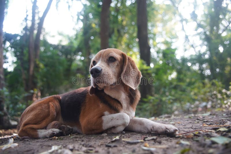 An Old Beagle Dog Laying Down on the Ground Under the Tree Stock Photo ...