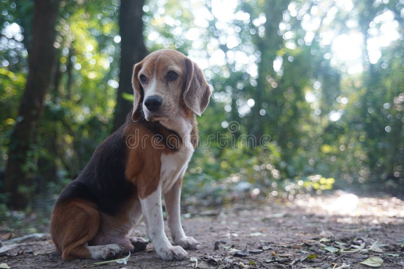 An Old Beagle Dog is Sitting Down on the Ground Under the Tree Stock ...