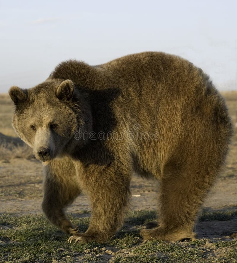 The Old Bear stock photo. Image of cold, hibernate, powerful - 1461420