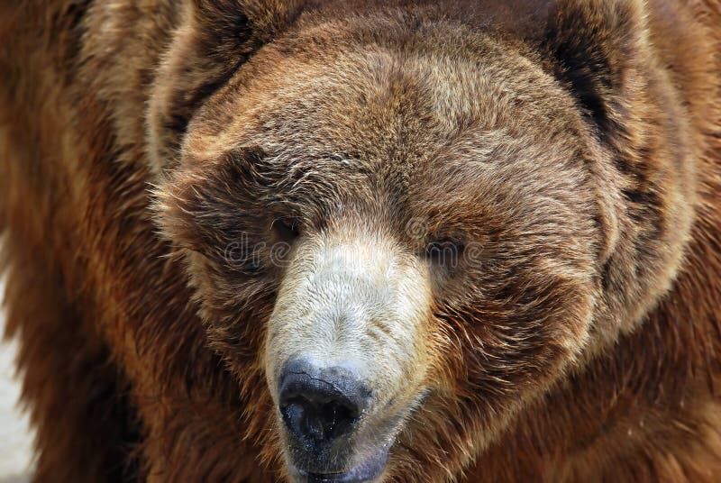 Old Bear Picture. Image: 6796910