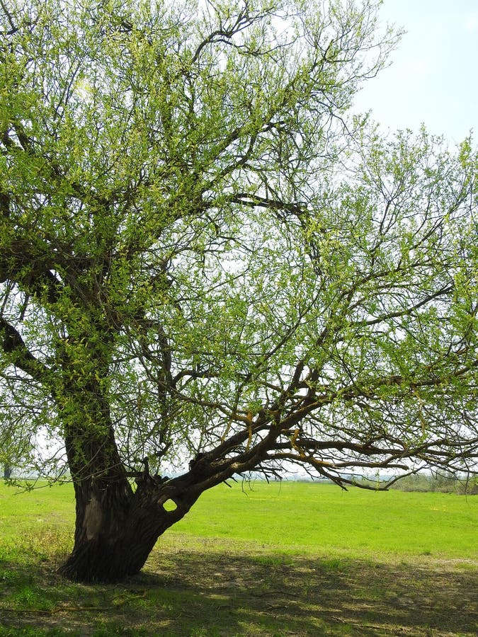 Old Beautiful Tree in Field, Lithuania Stock Photo - Image of view ...