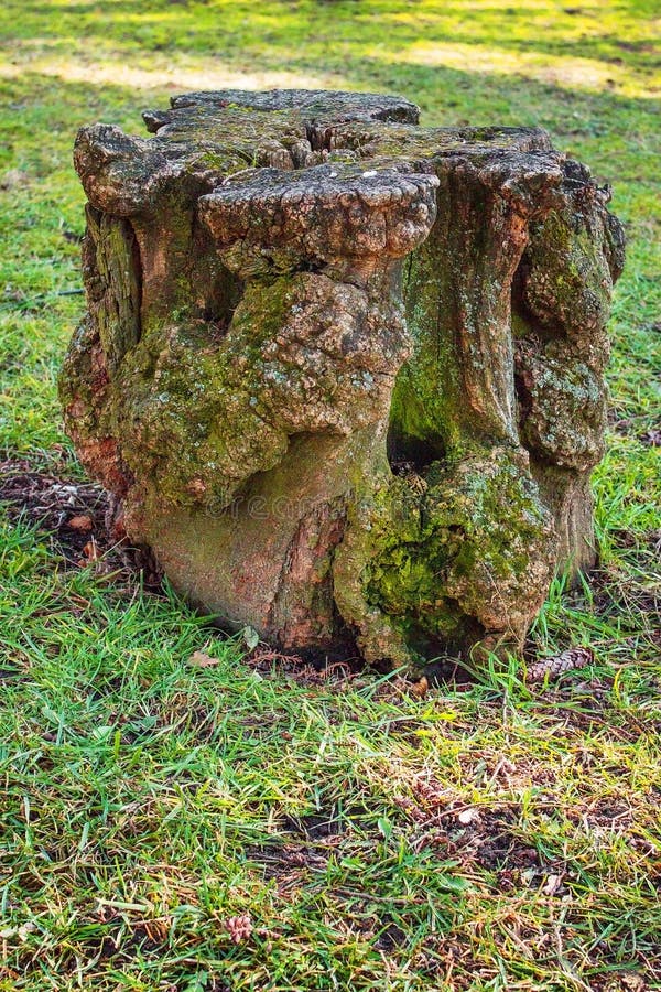 Old beautiful tree stump stock photo. Image of large - 113322214