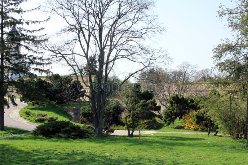 An Old and Beautifully Pruned Tree Inside the Kalemegdan Fortress in ...