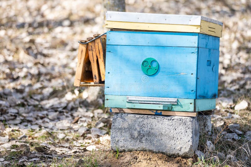 Bees in the Apiary Drink Water from the Drinker Stock Photo - Image of ...