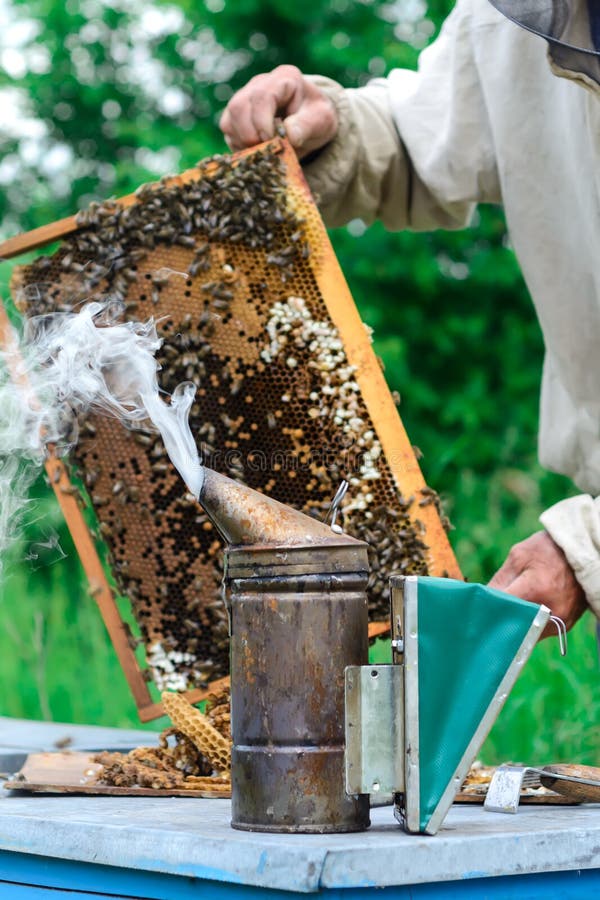 Old Bee Smoker. Beekeeping Tool. Theme of Beekeeping. Stock Image ...